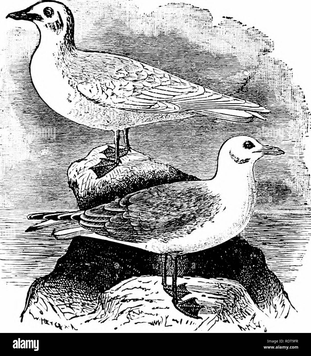 Common terns breed Black and White Stock Photos & Images - Alamy