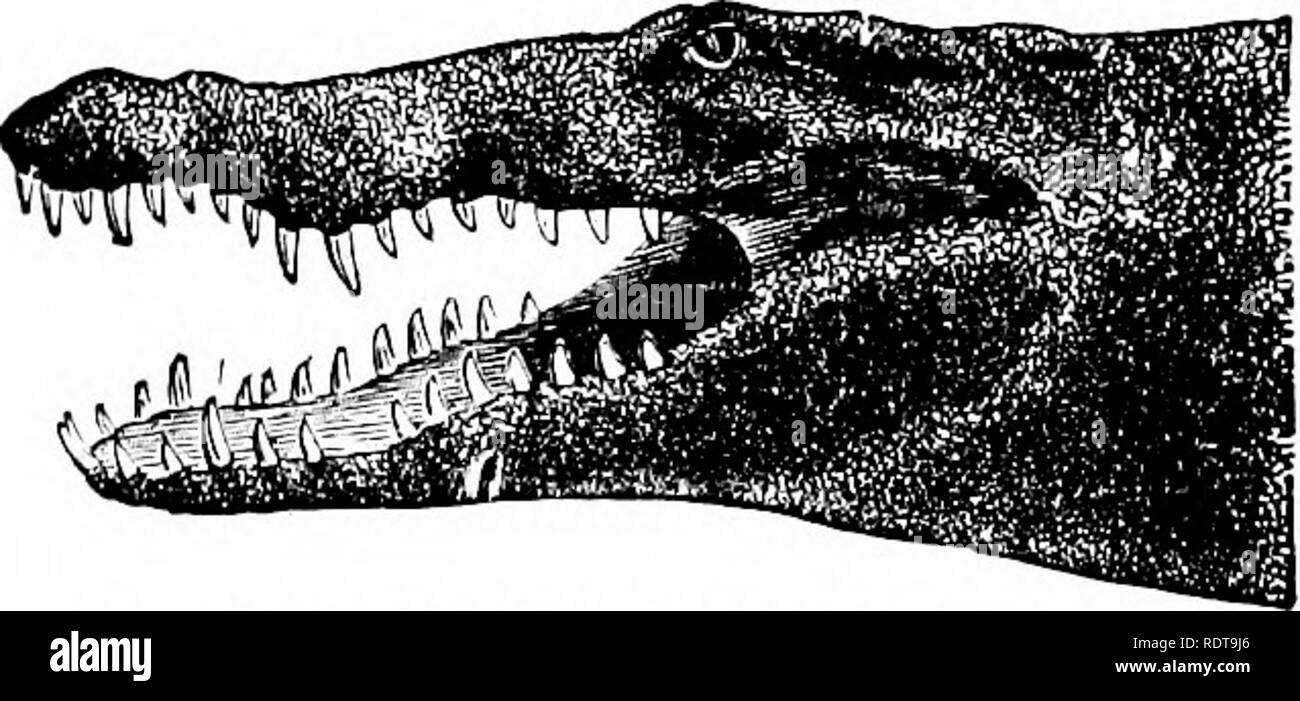 Crocodile Brain Anatomy