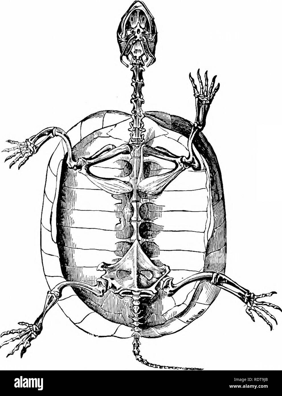 Images of loggerhead sea turtles Black and White Stock Photos & Images ...