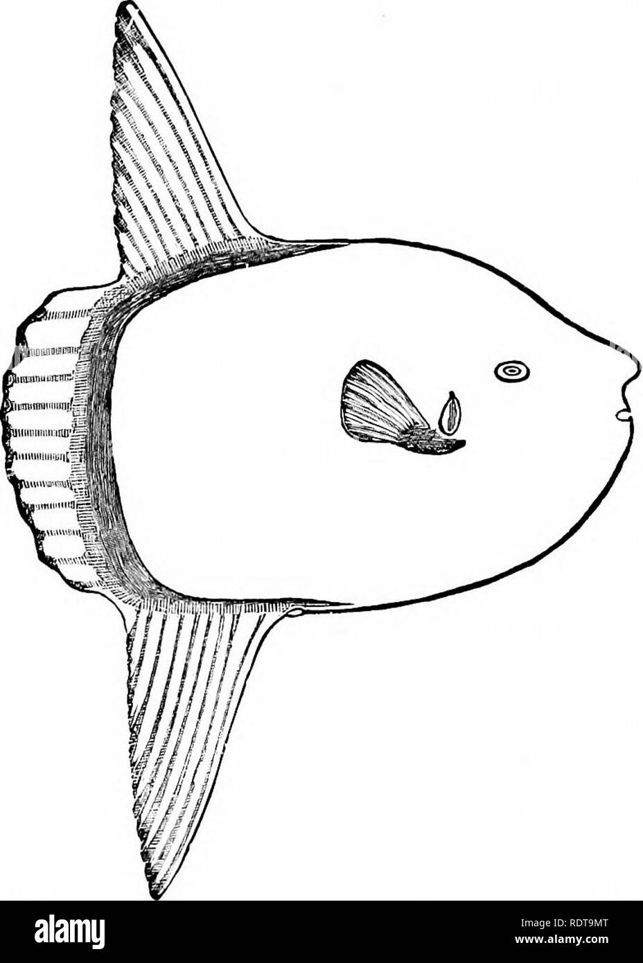 Number 6 fish Black and White Stock Photos & Images - Alamy