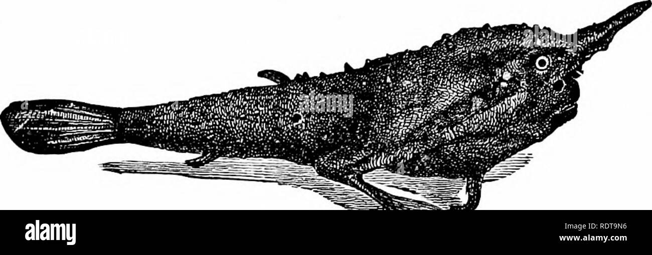 Male toad fish hi-res stock photography and images - Alamy