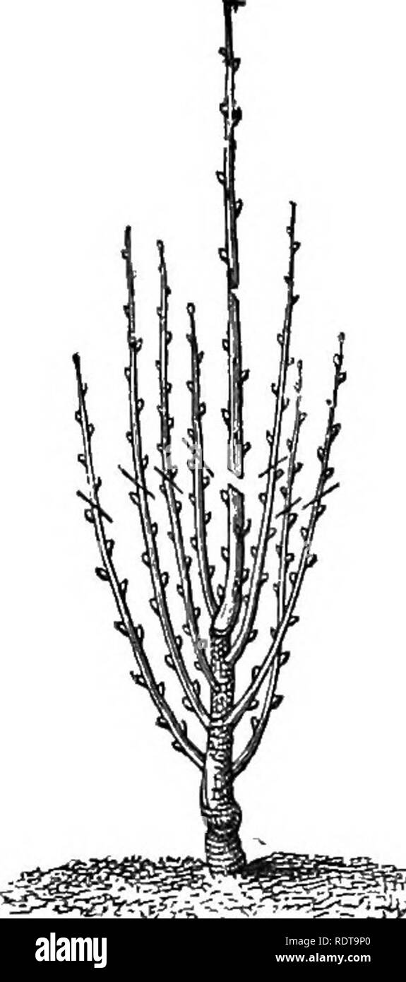 Side shoot pruning tree hi-res stock photography and images - Alamy