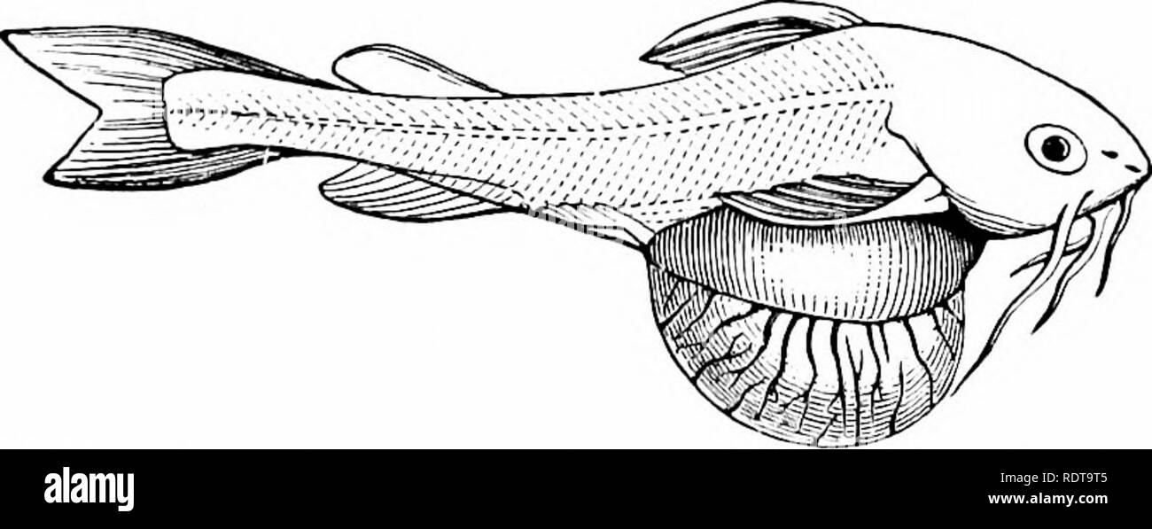 Horned pout hi-res stock photography and images - Alamy