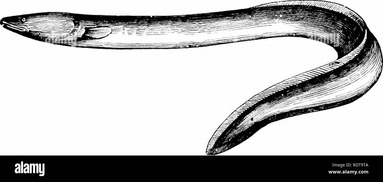 Common snake eel hi-res stock photography and images - Alamy