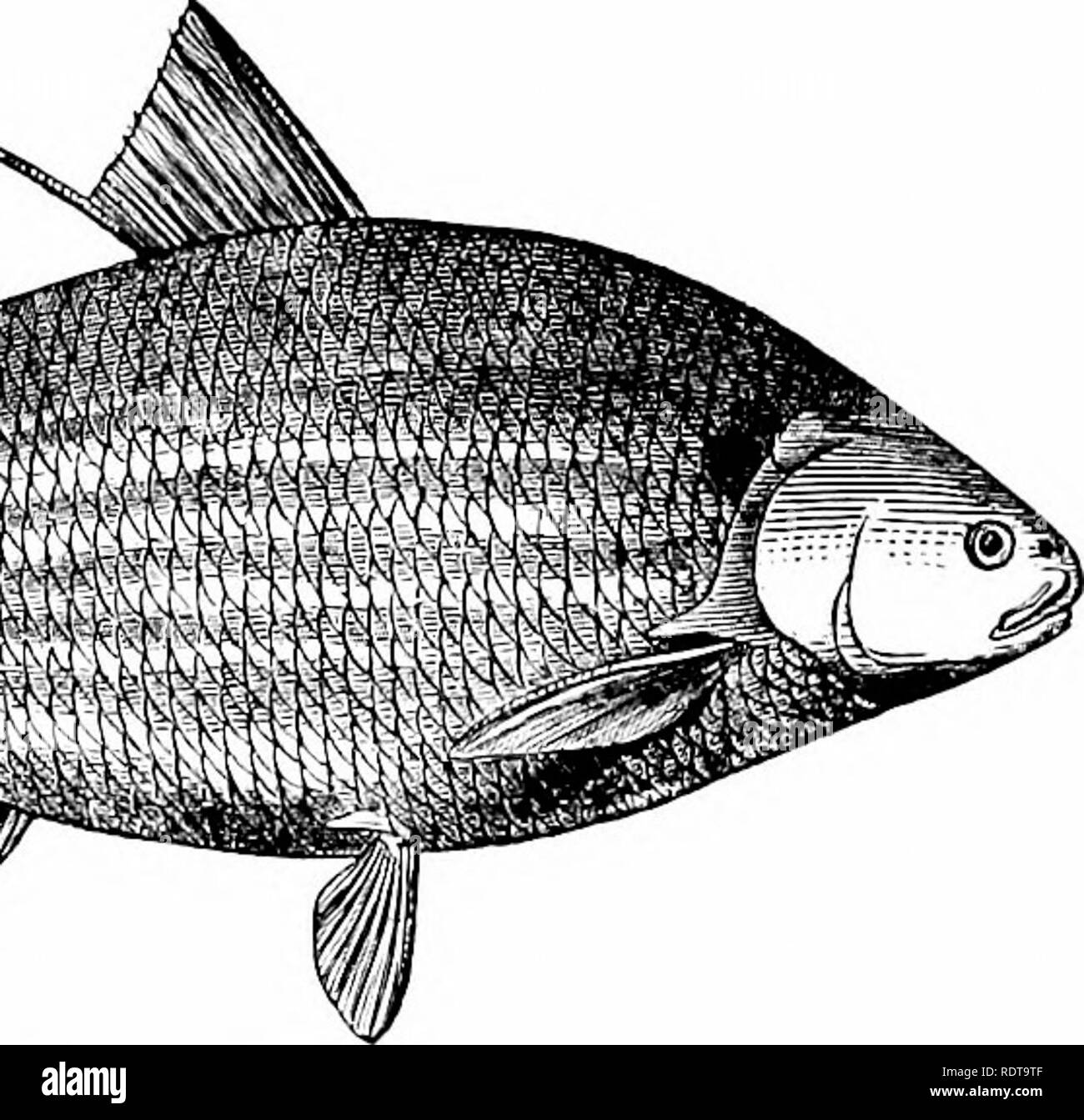 Reproductive season Black and White Stock Photos & Images - Alamy