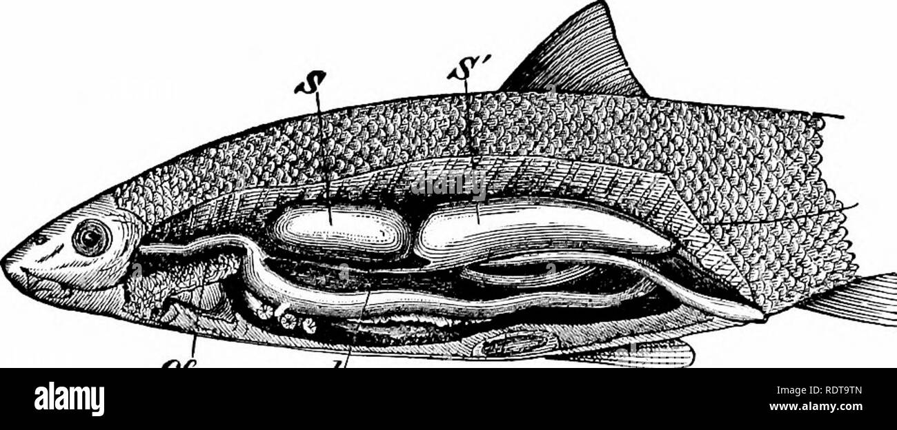 Spinous process Black and White Stock Photos & Images - Alamy