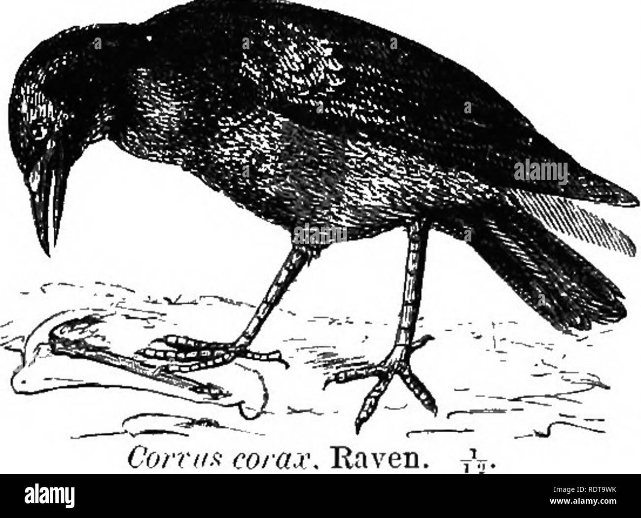 Raven feet Black and White Stock Photos & Images - Alamy
