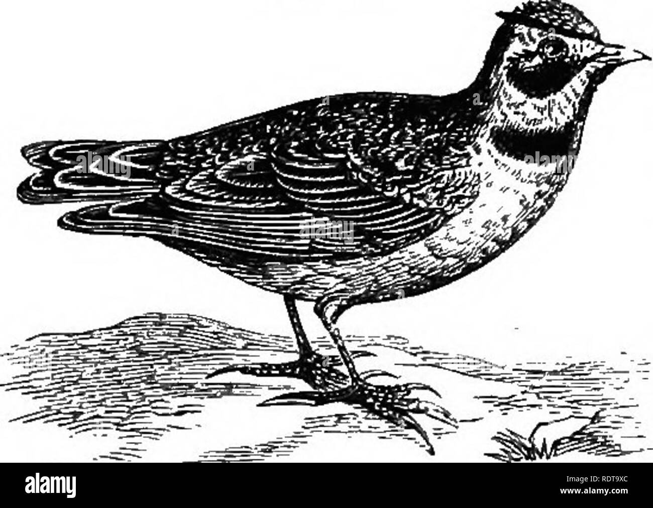 Cornata hi-res stock photography and images - Alamy