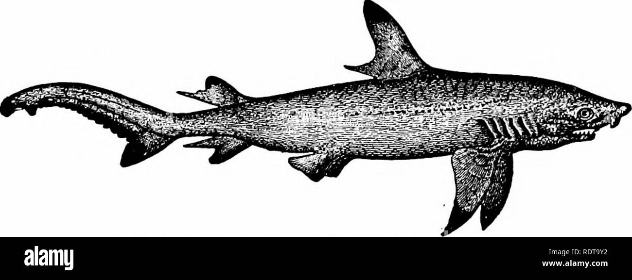 . Zoology. Zoology. THE SB ARKS. 146 Order 1. Plagiostomi.—Our most ...