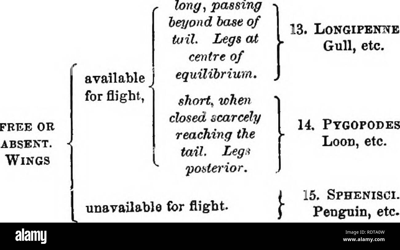 Class aves classification hi-res stock photography and images - Alamy