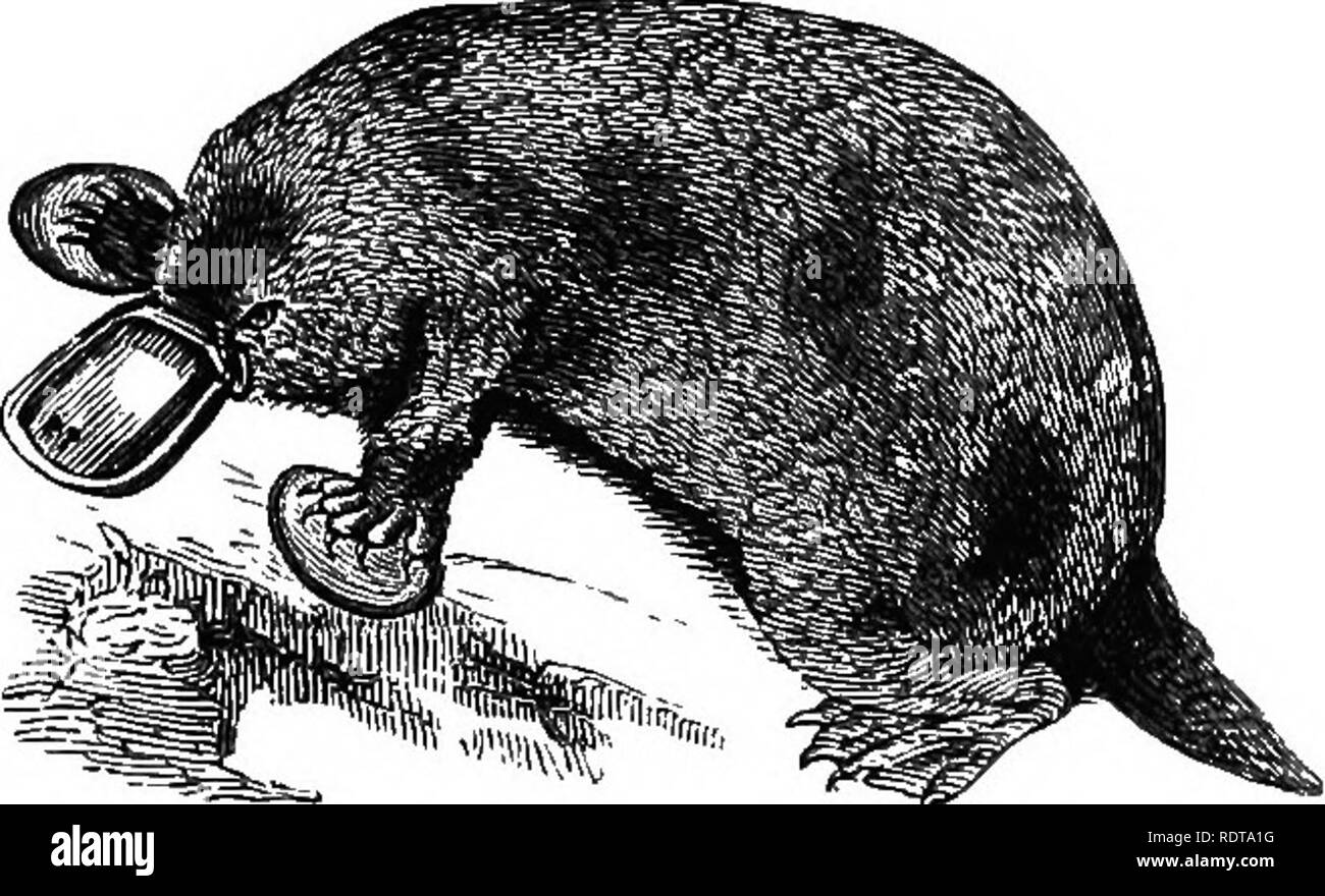 . Fourteen weeks in zoology. Zoology. CLASS MAMMALS : ORDER MONOTREMATA ...