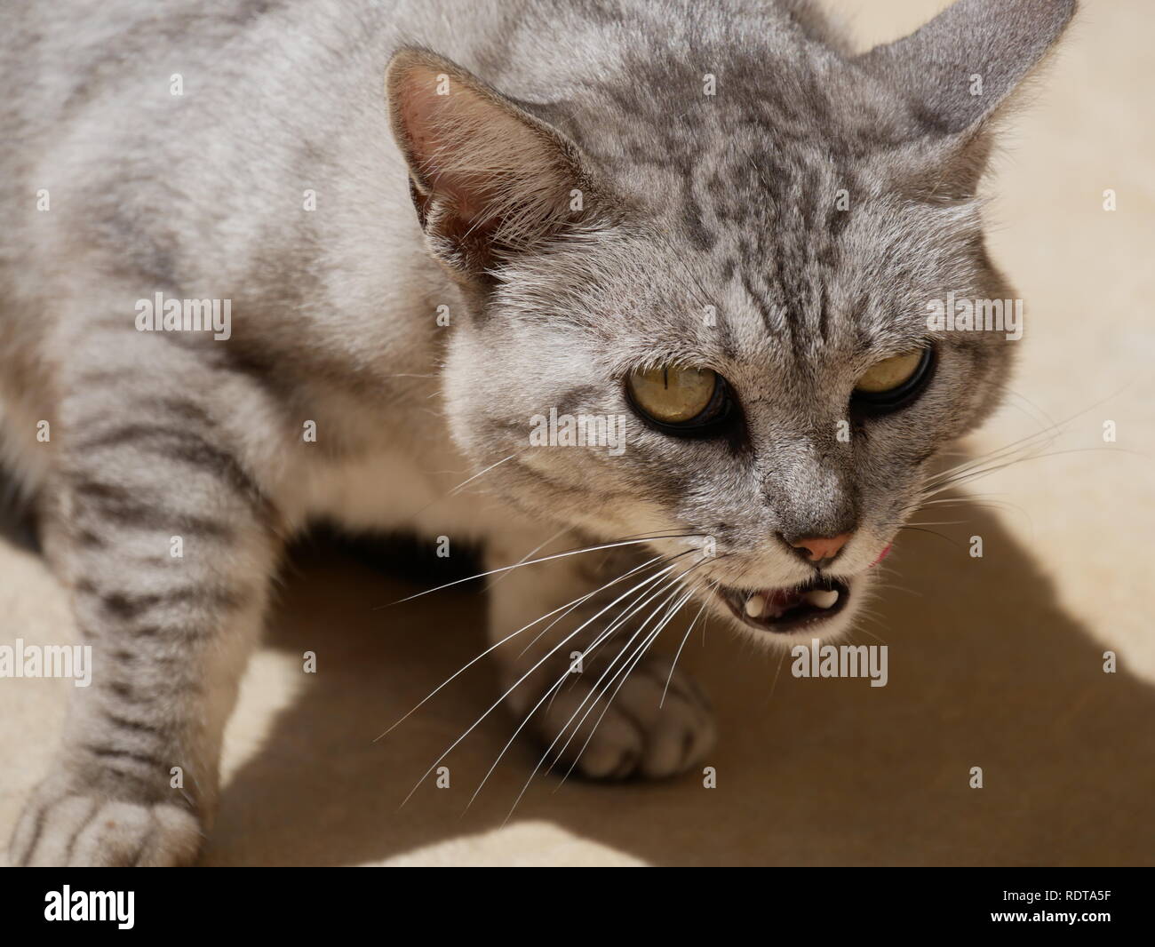 Cat on the prowl Stock Photo - Alamy