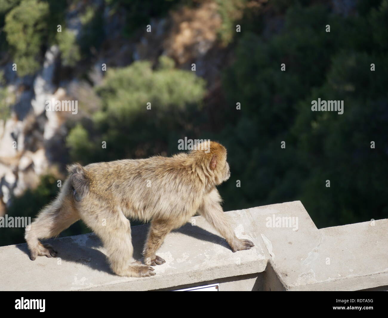 Monkey running hi-res stock photography and images - Alamy