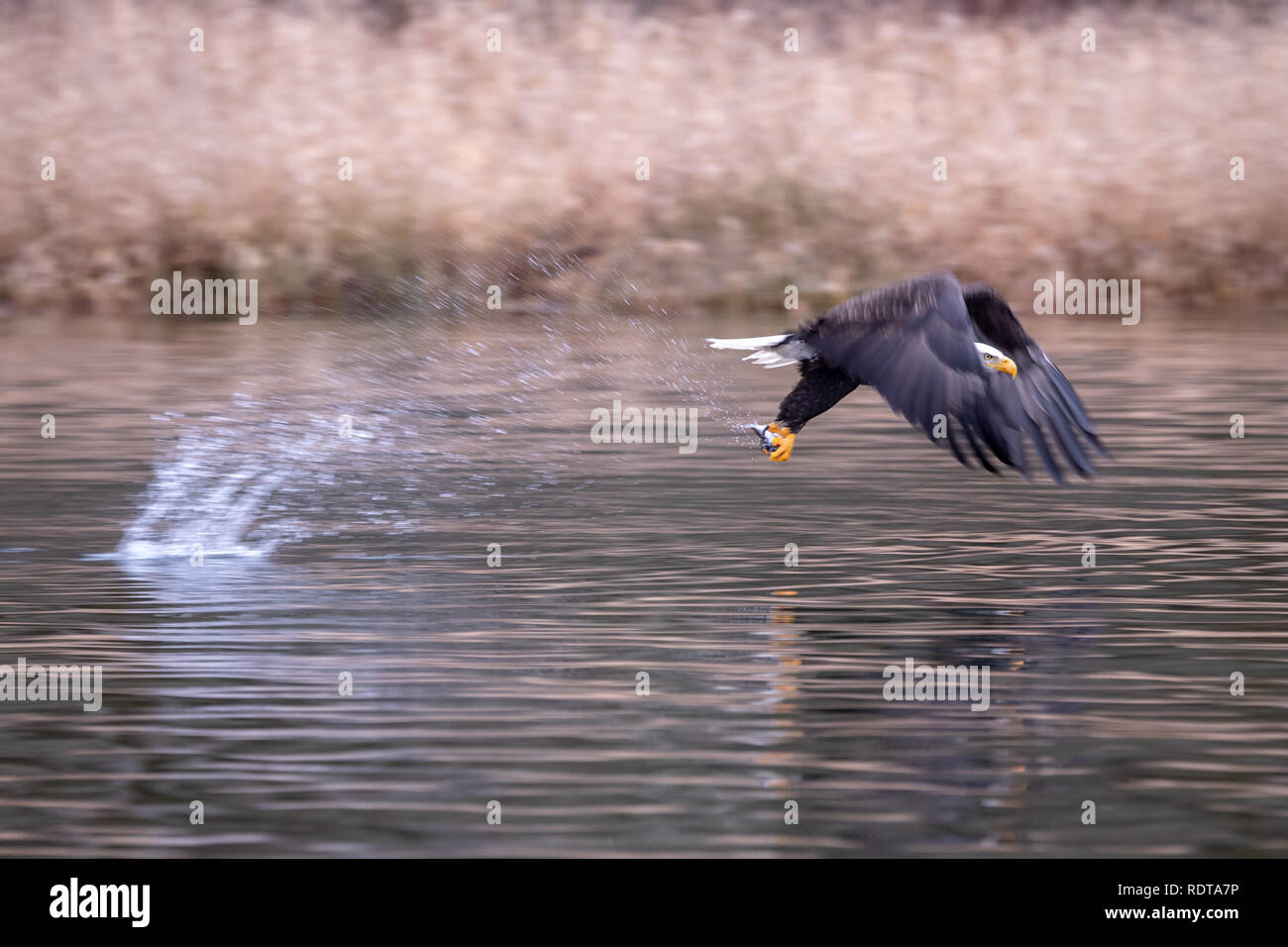 Aggressive bald eagle hi-res stock photography and images - Alamy