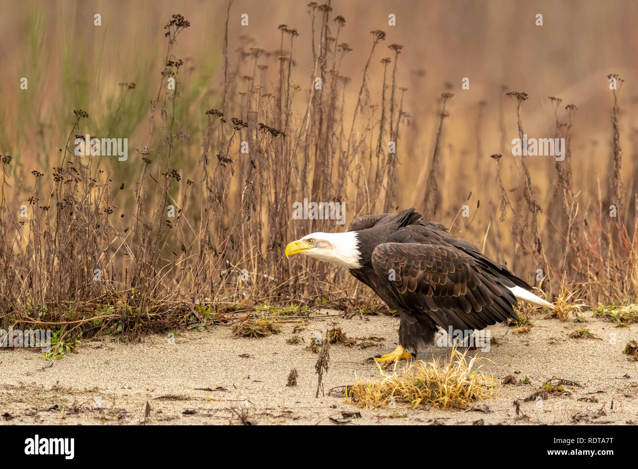 Skulking bird species hi-res stock photography and images - Alamy