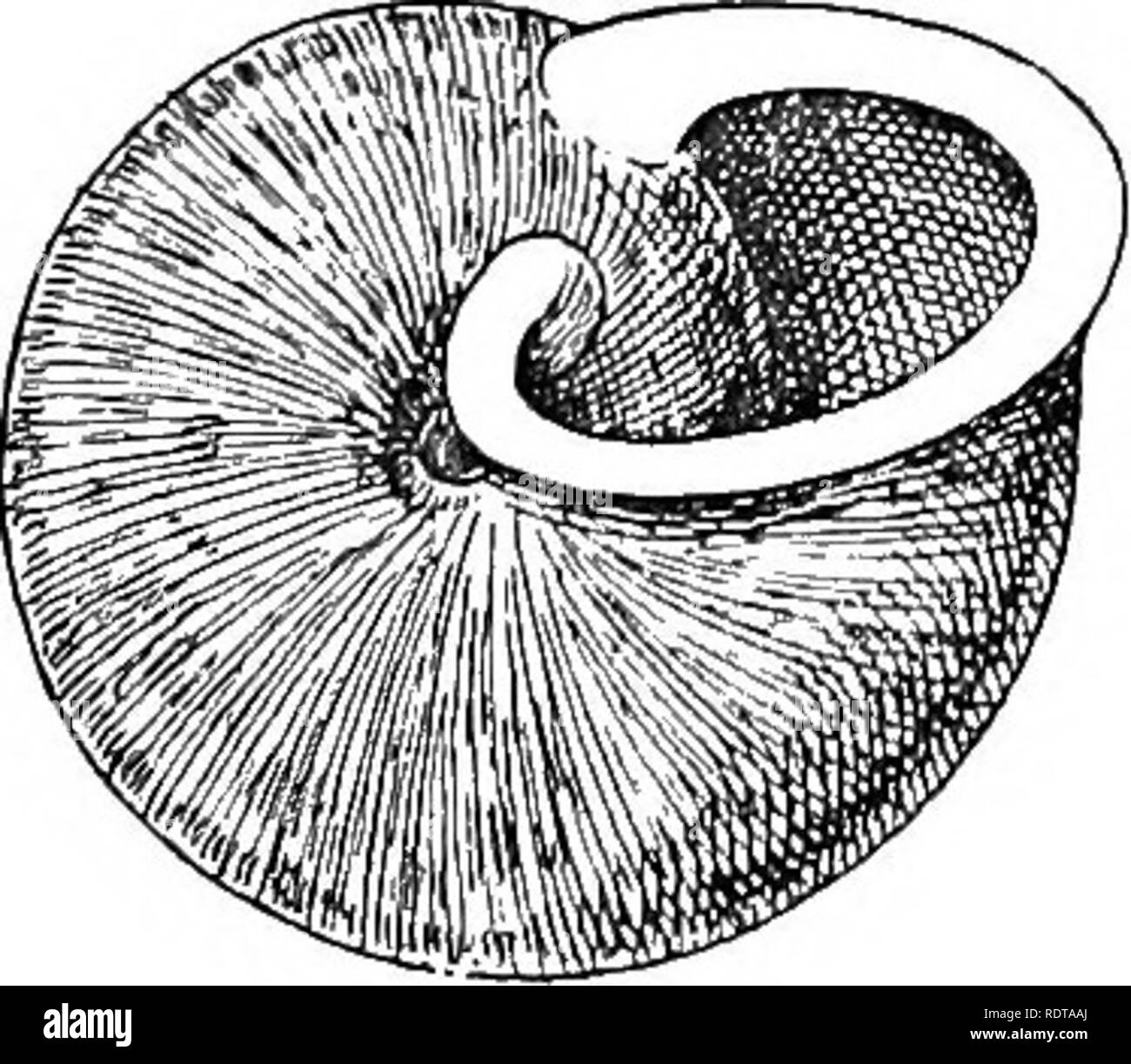 mollusks examples drawing