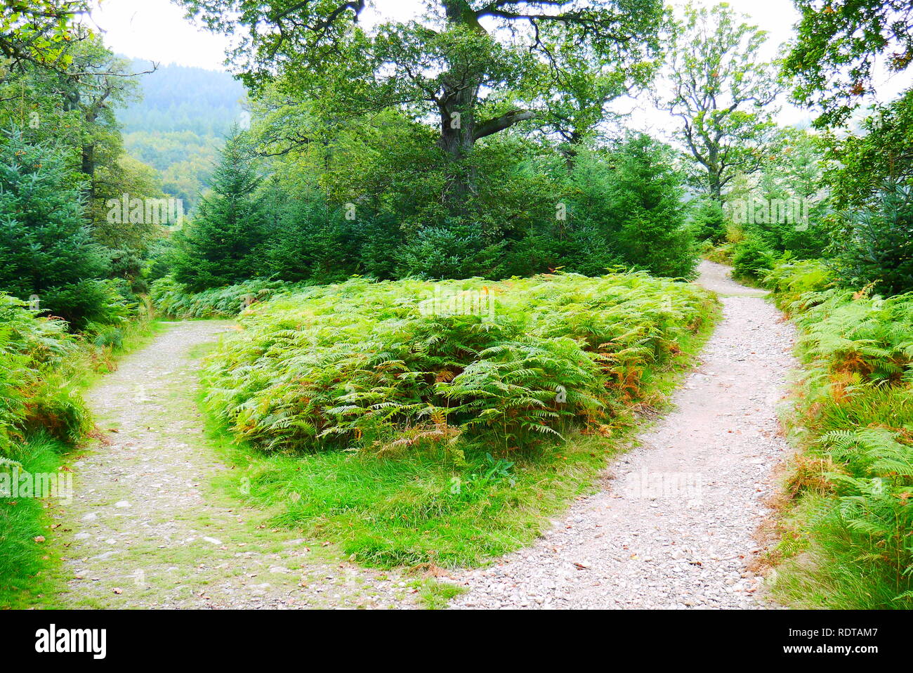 Splitting path in nature Stock Photo - Alamy