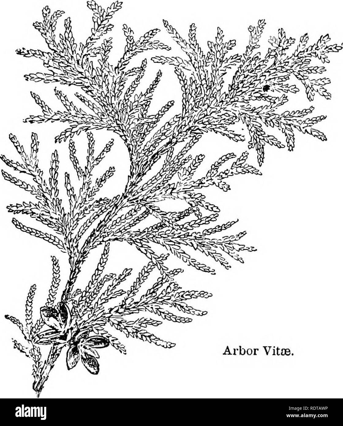 Inverted trees Cut Out Stock Images & Pictures - Alamy