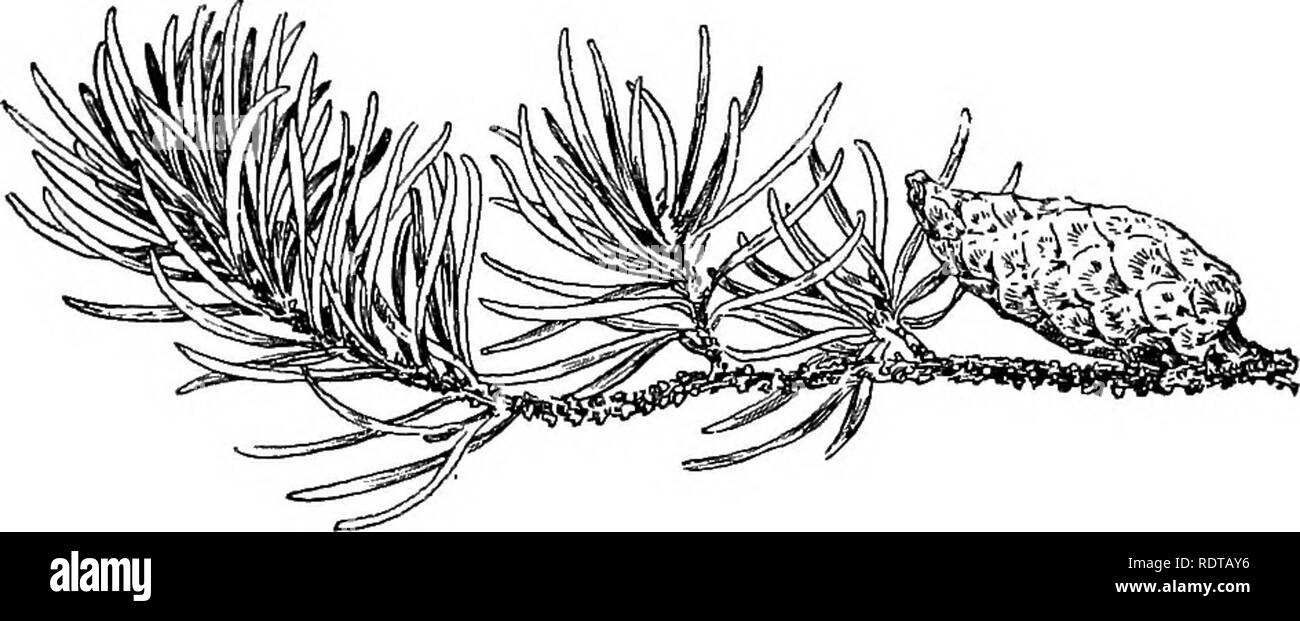 . Familiar trees and their leaves . Trees. THE PINE. 269 Gray or ...