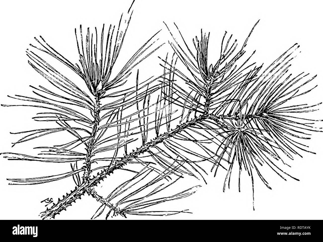Pinus rigid hi-res stock photography and images - Alamy