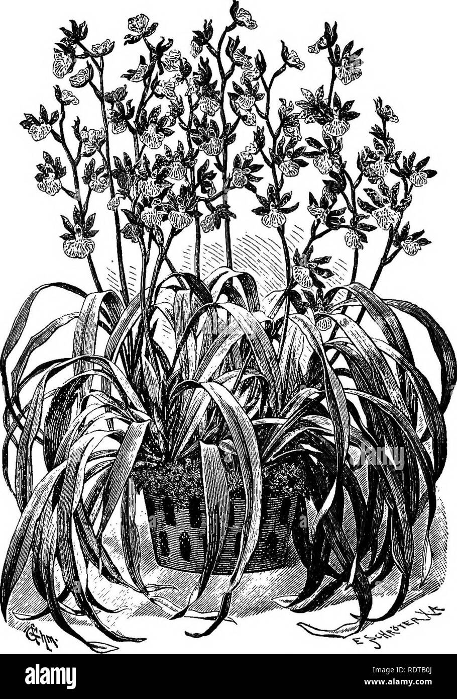 Distichous leaves hi-res stock photography and images - Alamy