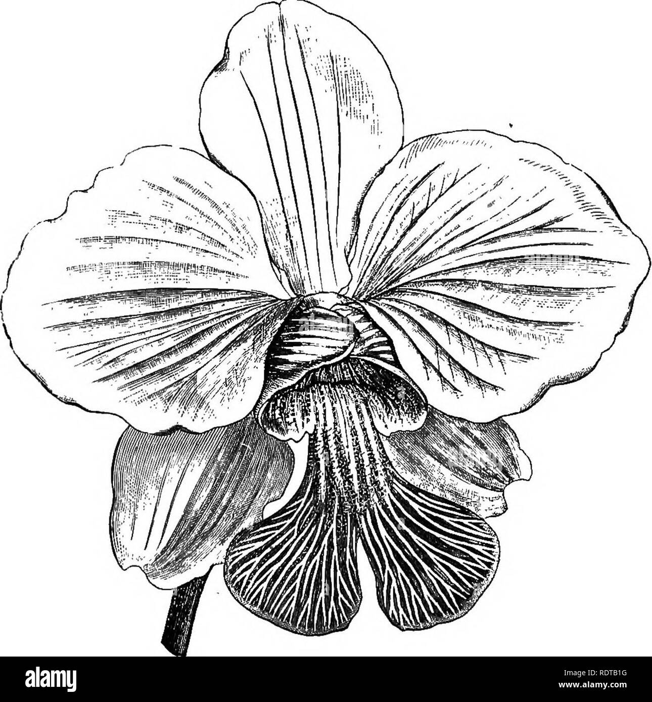 . The orchid-grower's manual, containing descriptions of the best ...