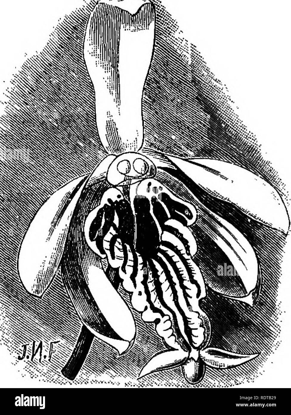 . The orchid-grower's manual, containing descriptions of the best ...