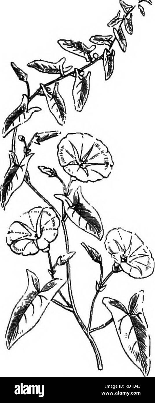 Disturbing flower hi-res stock photography and images - Alamy