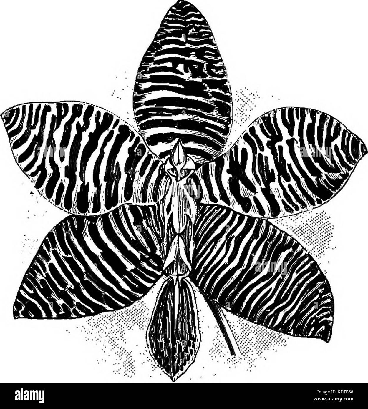 Philippine flowers Black and White Stock Photos & Images - Alamy