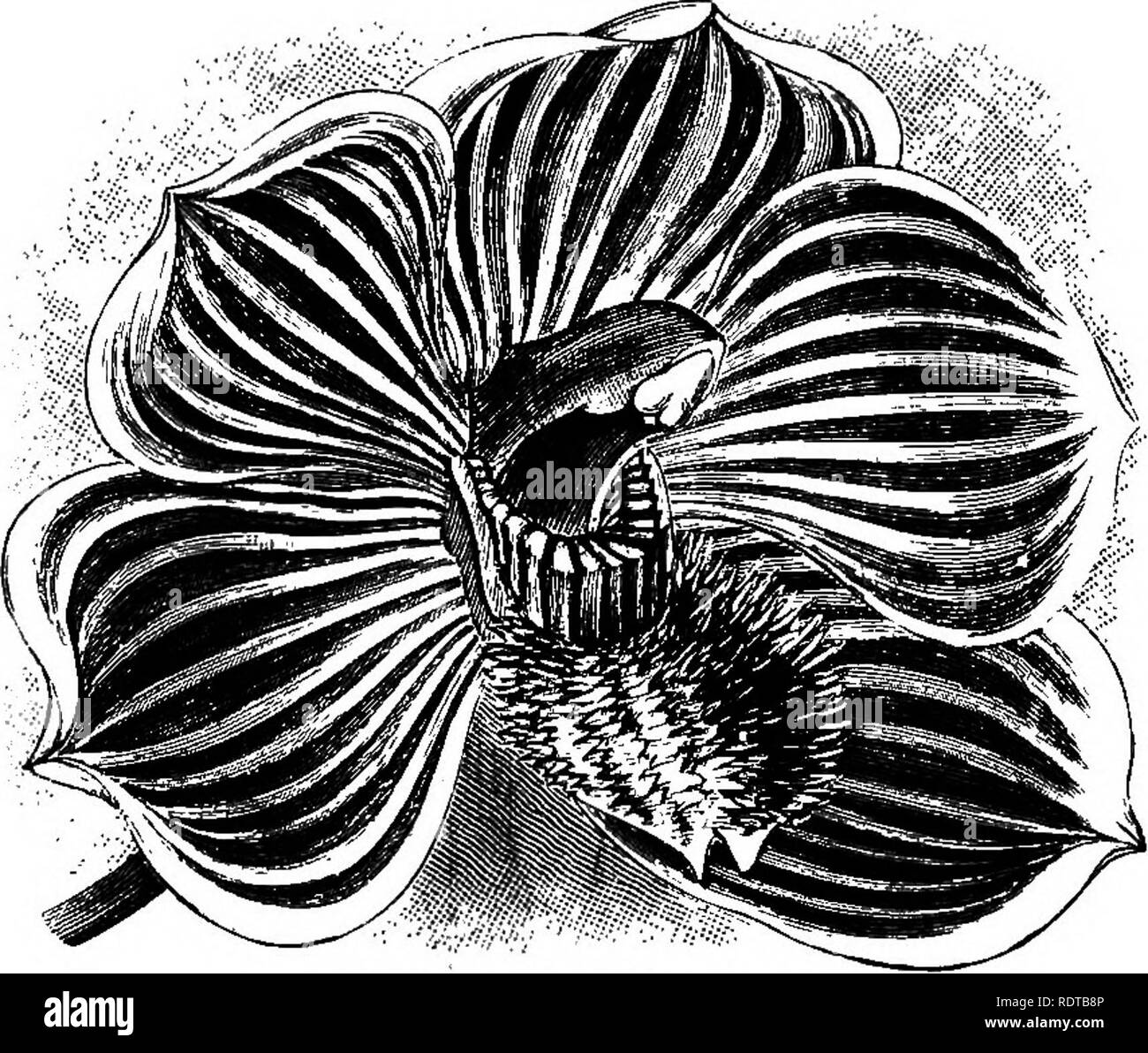 Different varieties of chocolate Black and White Stock Photos & Images ...