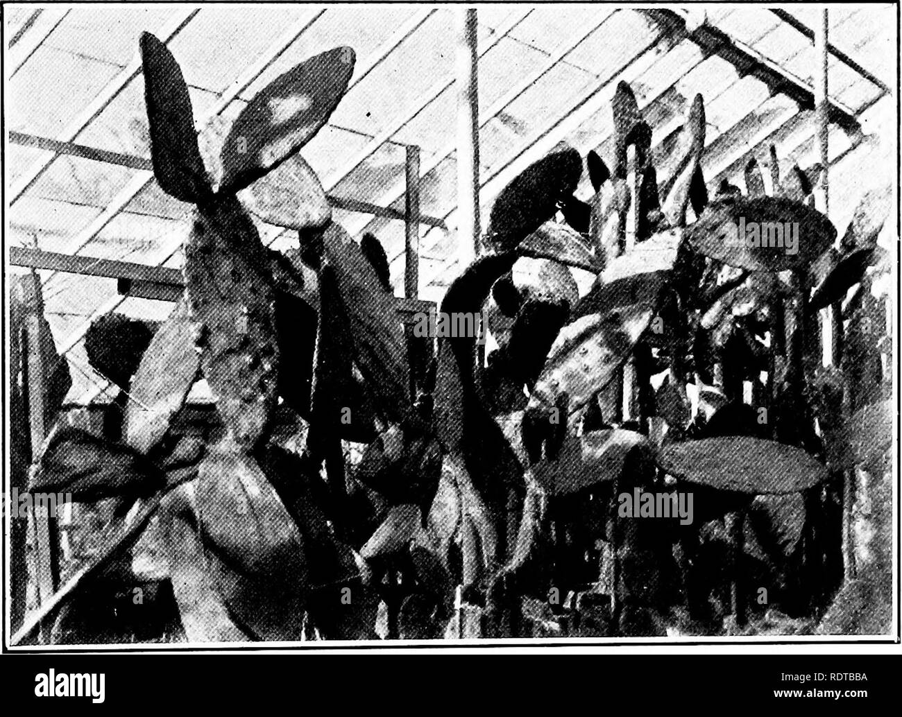 Opu Black and White Stock Photos & Images - Alamy