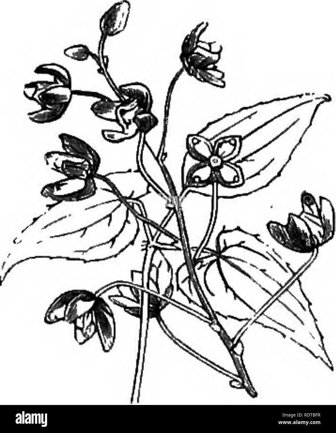 Epimedium rubrum Black and White Stock Photos & Images - Alamy