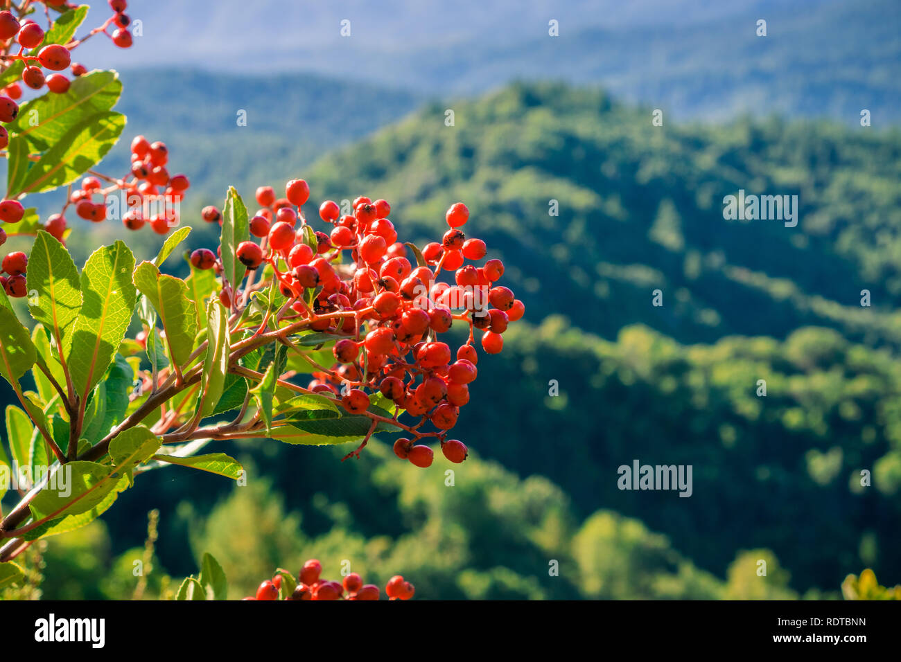 Bright red Toyon (Heteromeles) berries, hills and valleys covered in ...