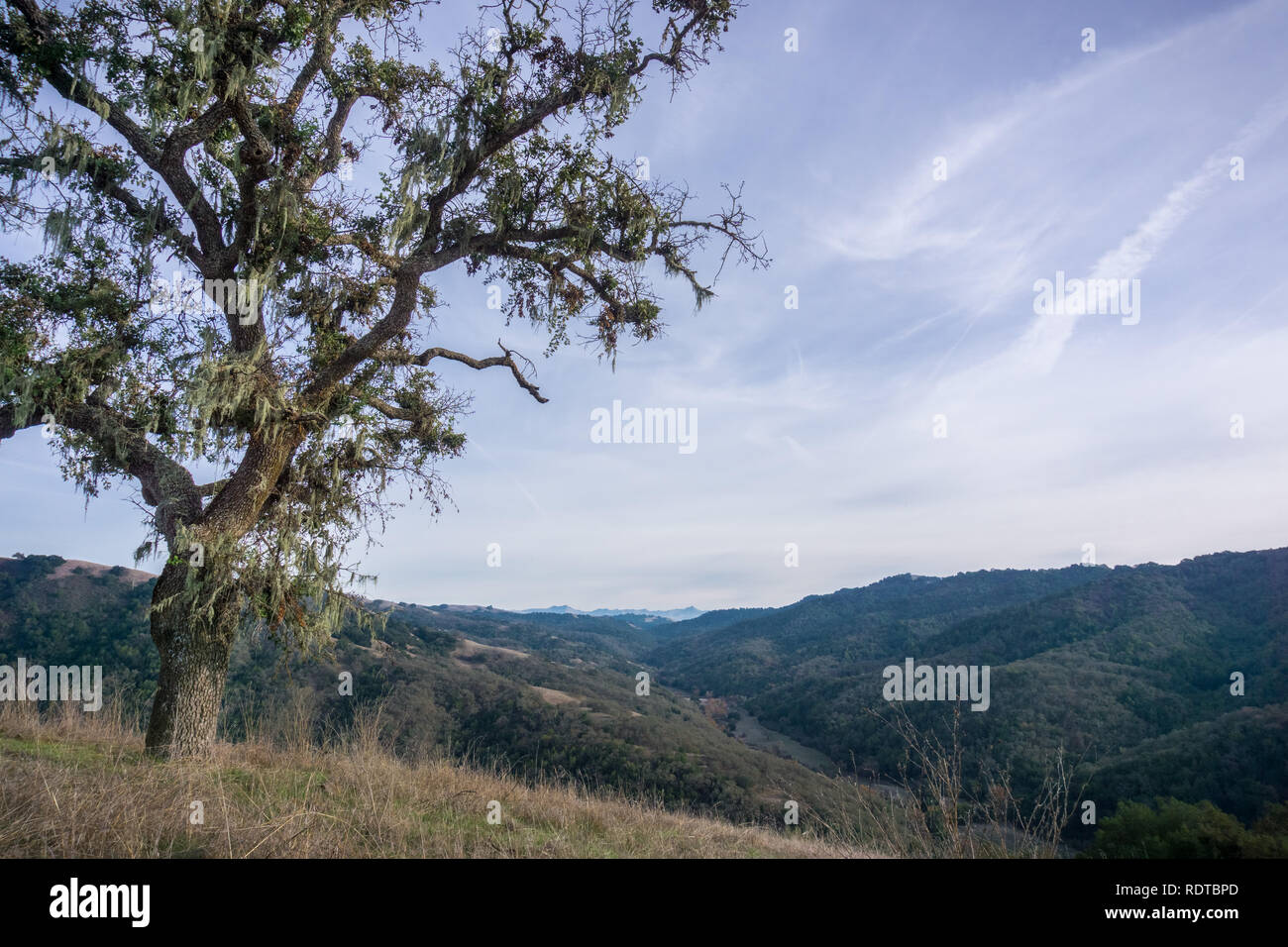 Oak tree covered in lace lichen; landscape in Henry W. Coe State Park ...