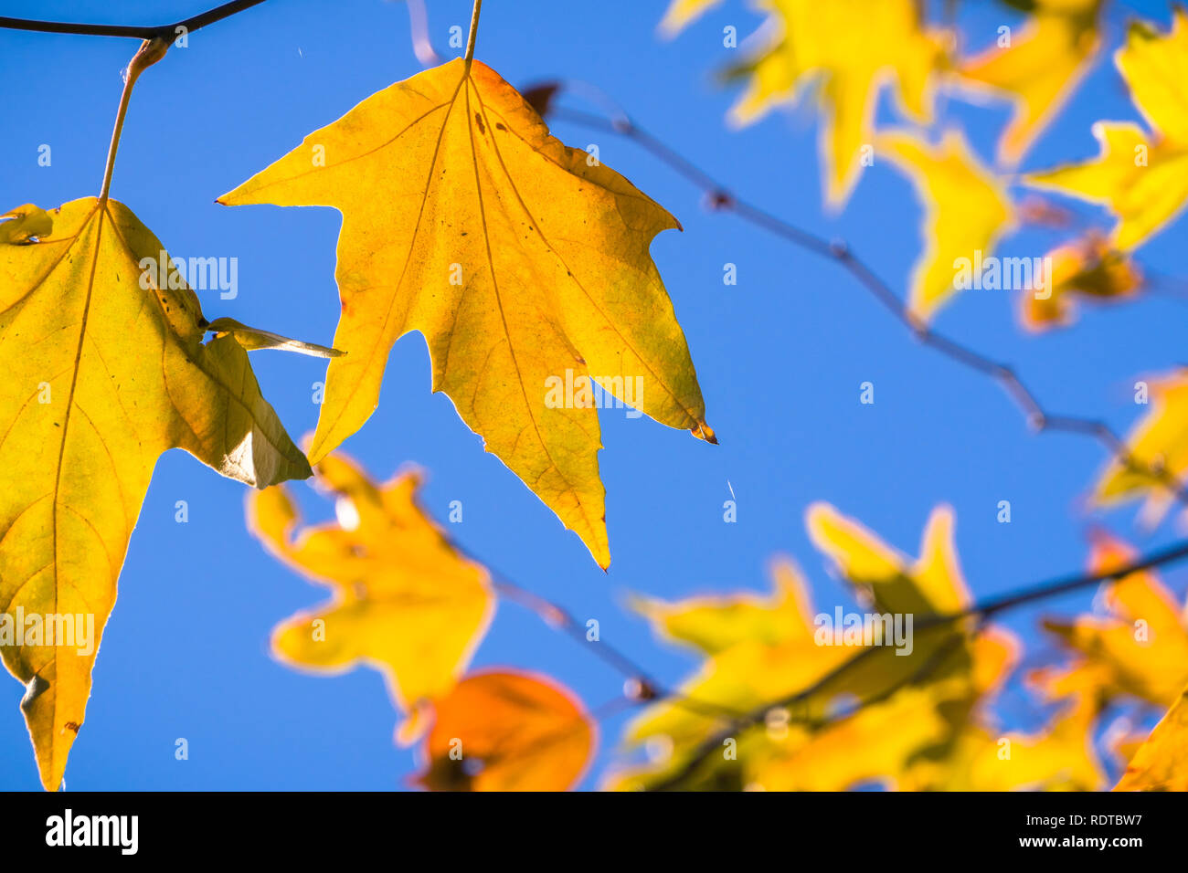 Close up of Western sycamore (Platanus racemosa) tree leaves on a blue ...