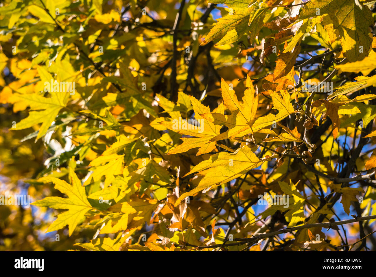 Close up of the colorful foliage of a Western Sycamore (Platanus ...