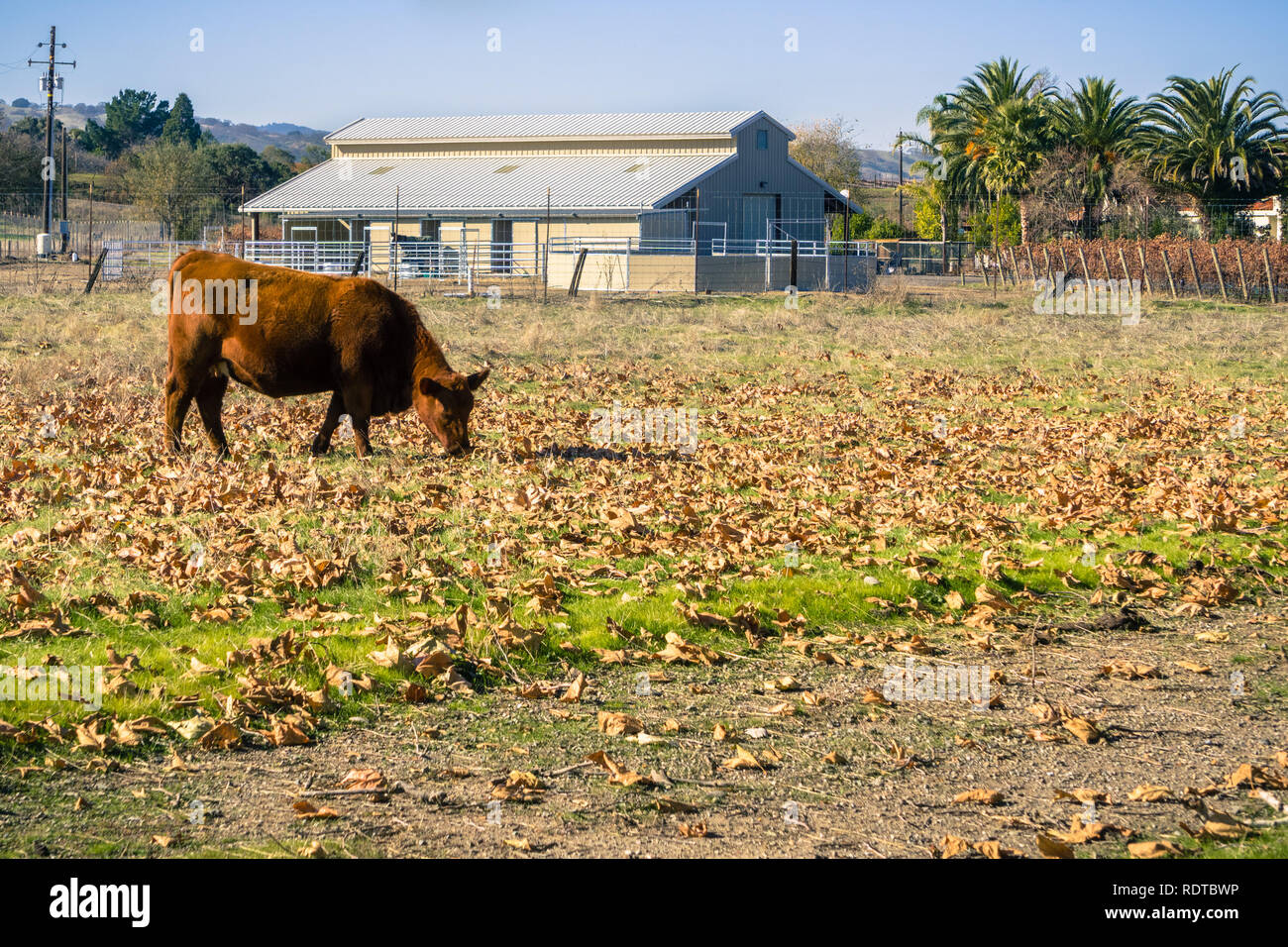 Fallen cow hi-res stock photography and images - Alamy