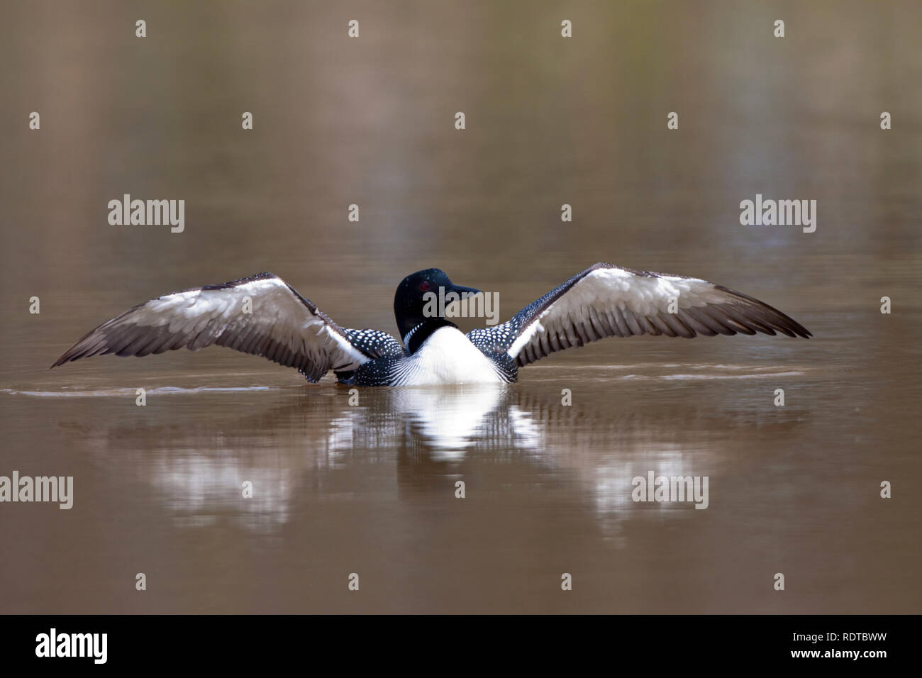 Common Loon Flapping Wings Stock Photos & Common Loon Flapping Wings ...