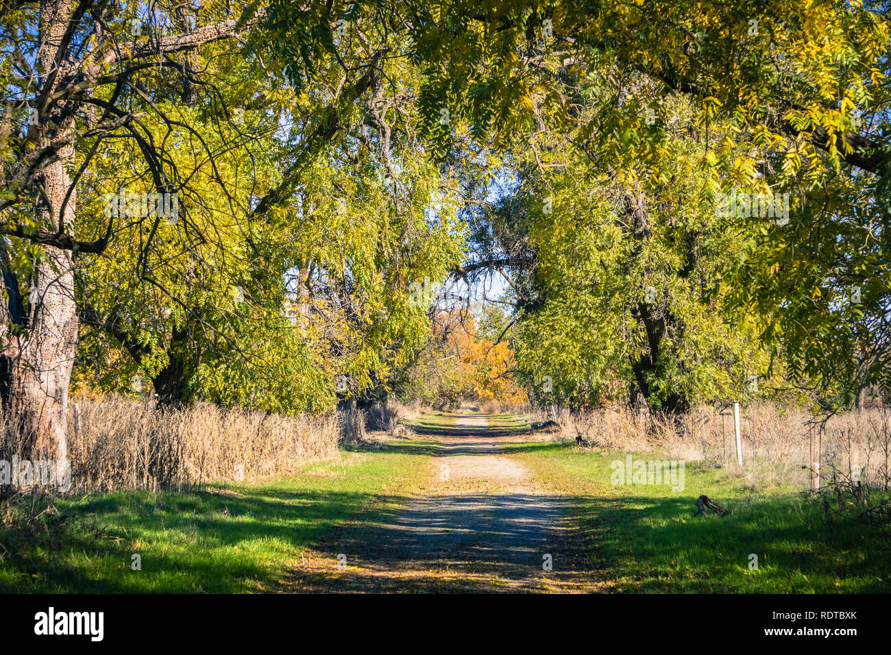 California walnut trees stretching their branches over a walking path ...