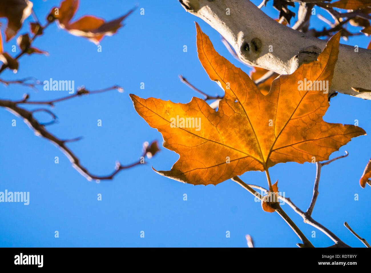 Close up of Western sycamore (Platanus racemosa) tree leaves on a blue ...