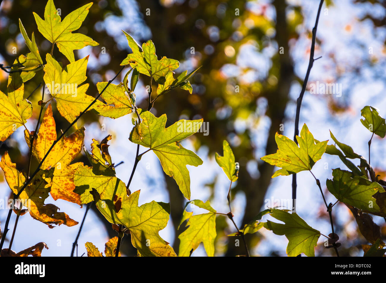Close up of colorful Western Sycamore (Platanus Racemosa) leaves ...