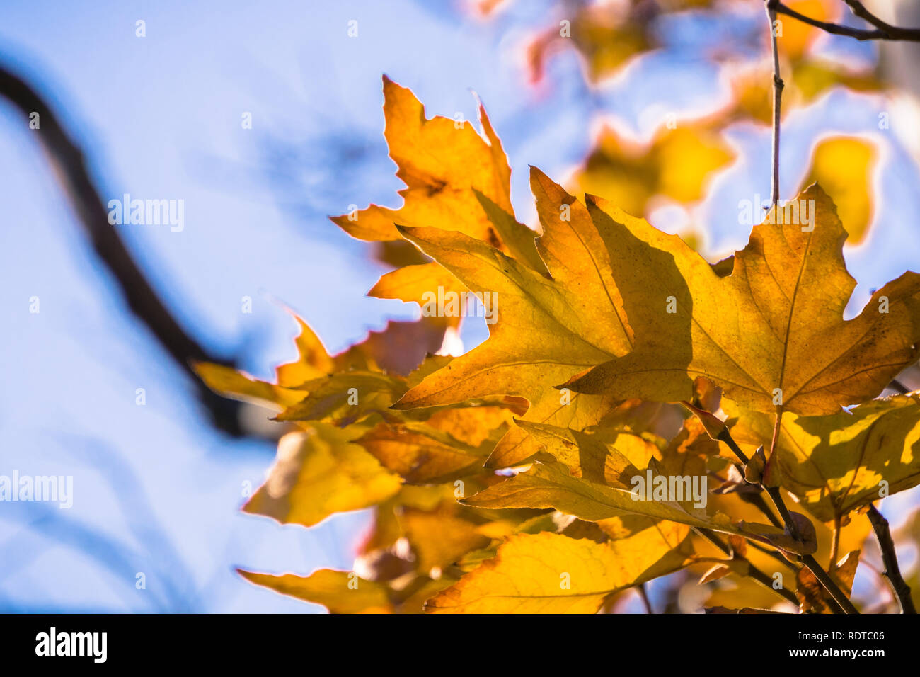 Close up of Western sycamore (Platanus racemosa) tree leaves on a blue ...