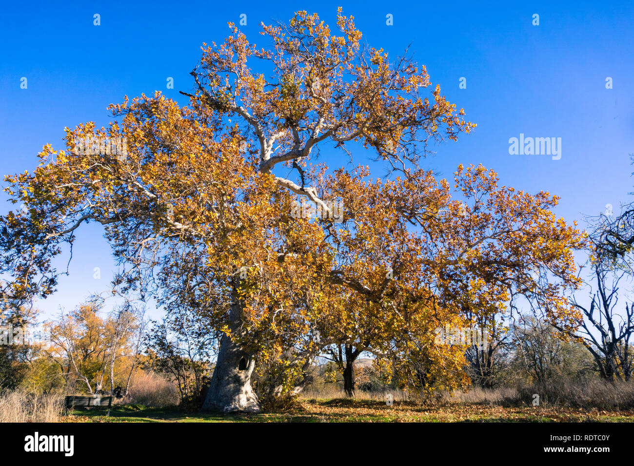 Large sycamore trees hi-res stock photography and images - Alamy