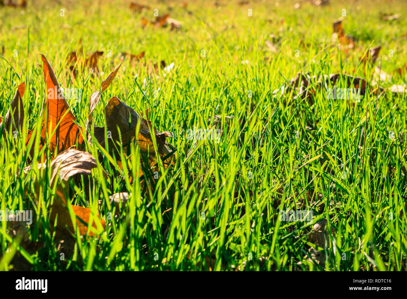 Large fallen Western Sycamore tree (Platanus racemosa) leaves on new ...