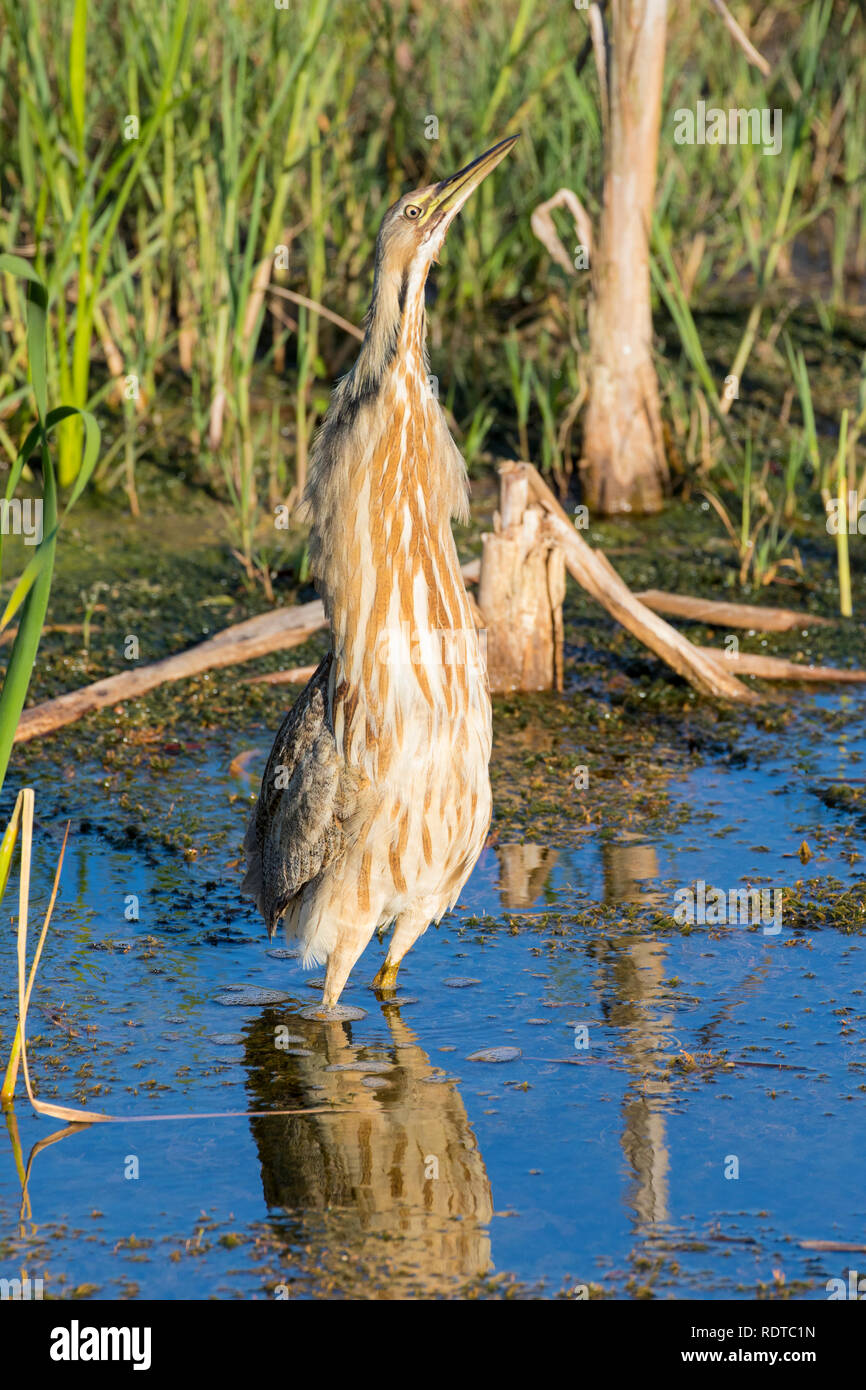 00685-00402 American Bittern (Botaurus lentiginosus) defense posture ...