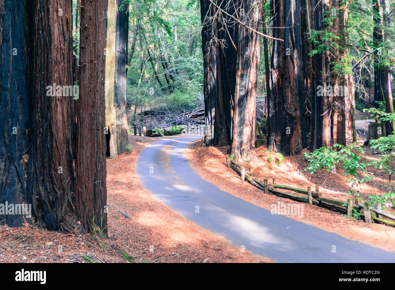Narrow road going through a redwood (Sequoia sempervirens) forest, Big ...