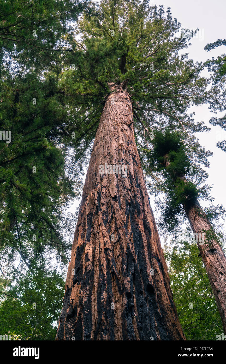 Large Redwood tree (Sequoia sempervirens), Big Basin State Park, Santa ...