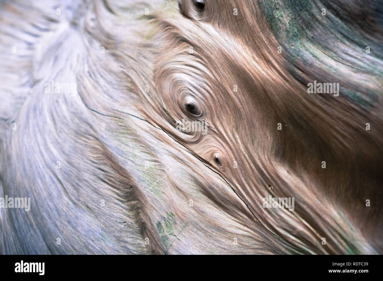 Redwood burl hi-res stock photography and images - Alamy