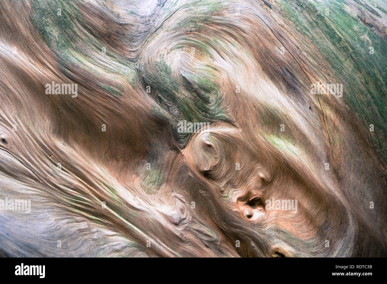 Redwood burl hi-res stock photography and images - Alamy