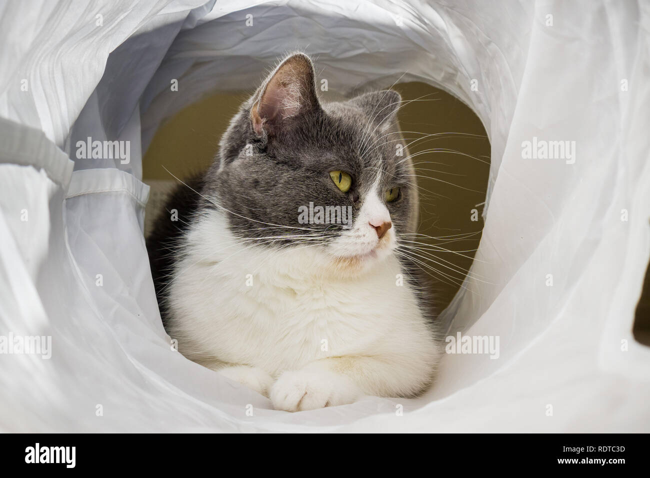 Gray and white female cat taking a break from playing and posing while ...